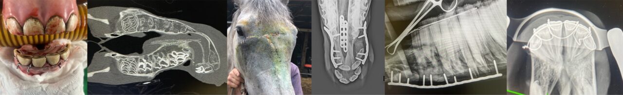 Congenital and traumatic Maxillo-Facial surgery | GV Equine Hospital