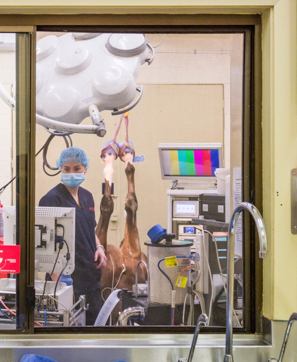 Surgery | GV Equine Hospital