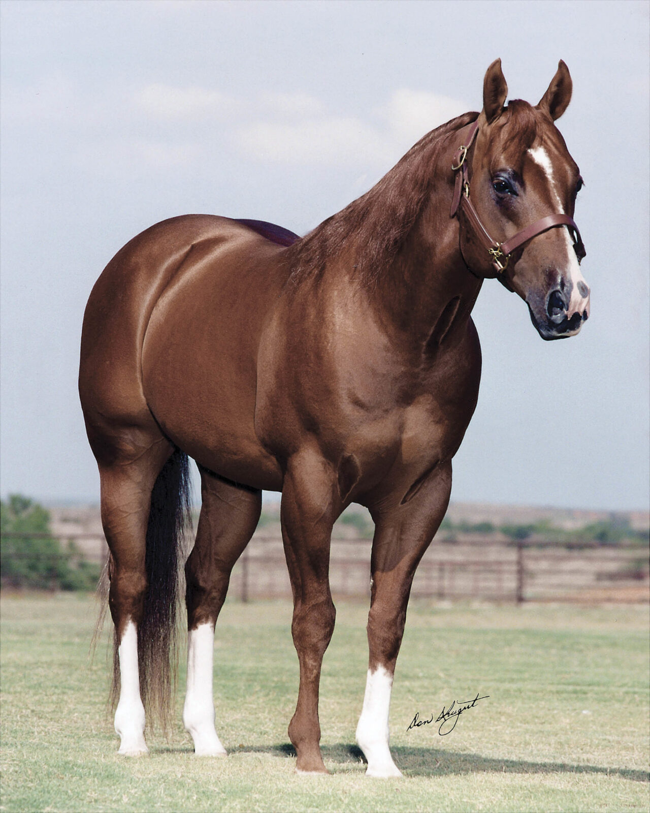 Quarter Horse – Frozen | GV Equine Hospital